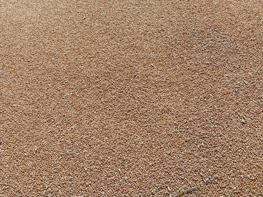 Зерно пшеница овёс ячмень