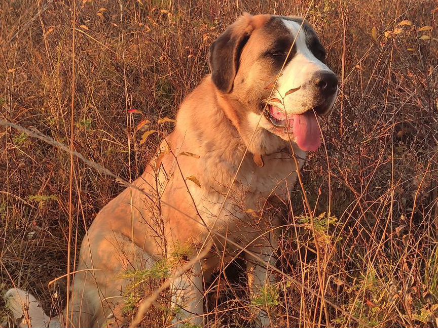 Московская сторожевая