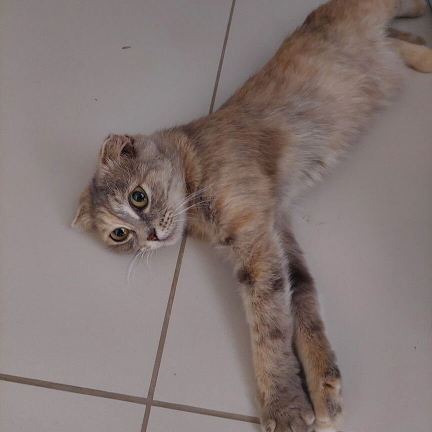 Кошечка вислоухая