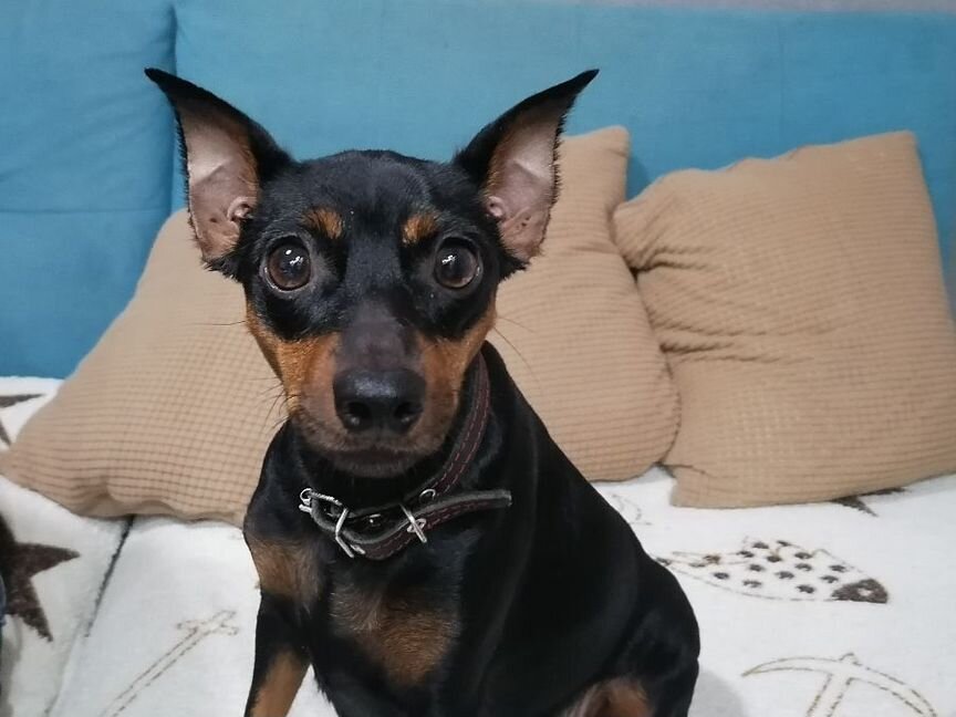 Щенки цвергпинчера