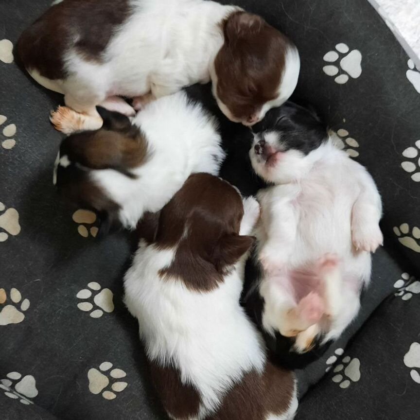 Детки чихуахуа