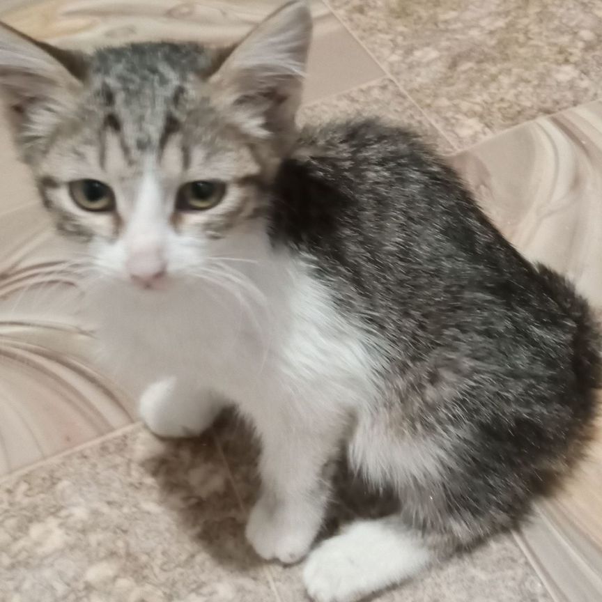 Бездомный котёнок в поисках дома