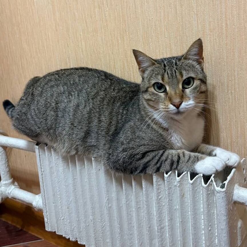 Взрослая кошка в добрые руки