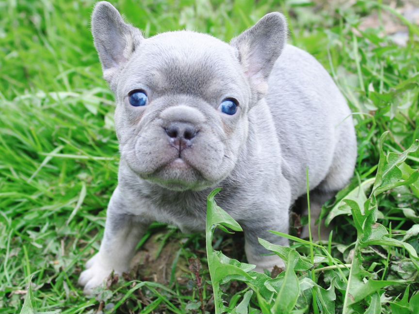 Французский бульдог лиловый щенок