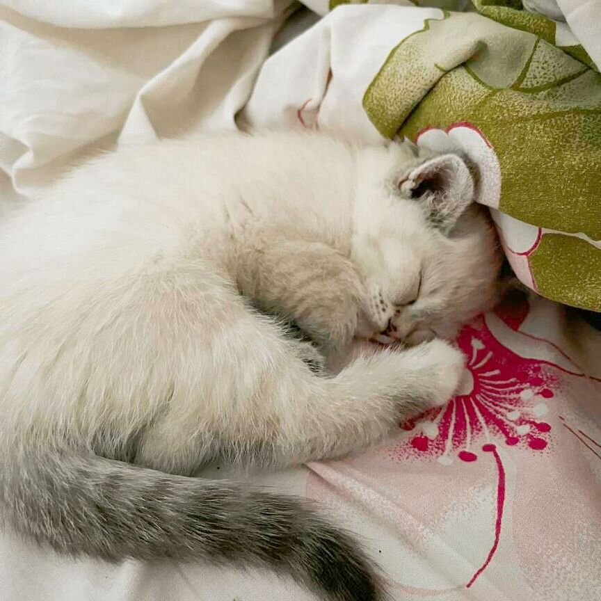 Котенок