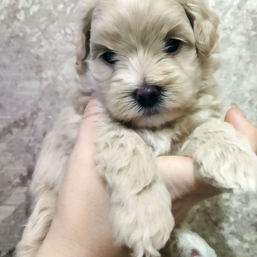 Щенки