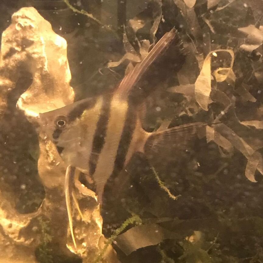 Рыбы склярии обмен