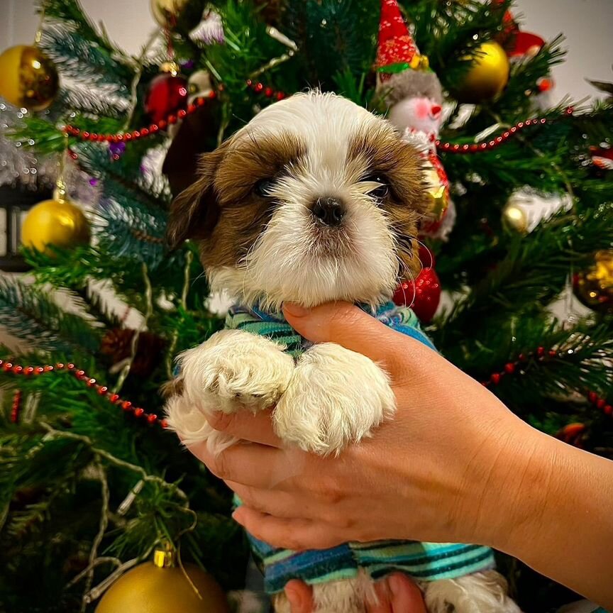 Милый домашний питомец