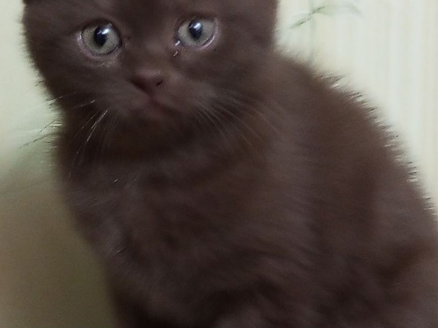 Шотландская вислоухая кошка