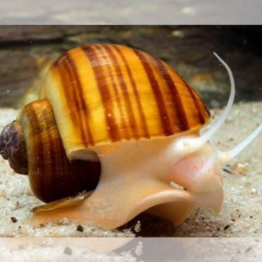 Улитки аквариумные