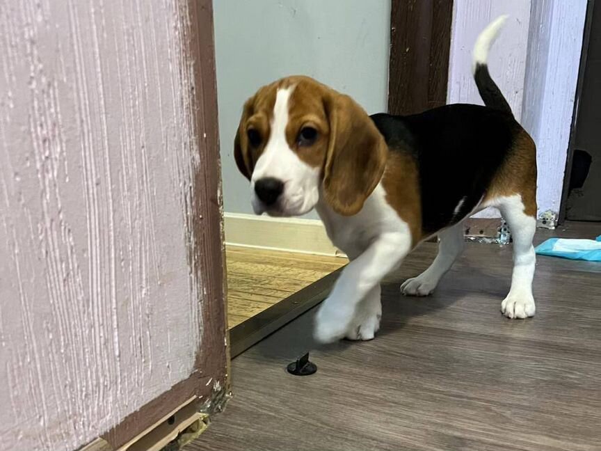 Щенки бигль