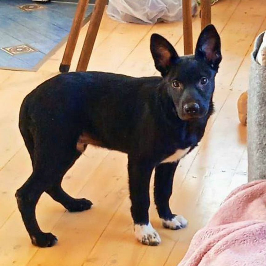 Щенок в поисках семьи