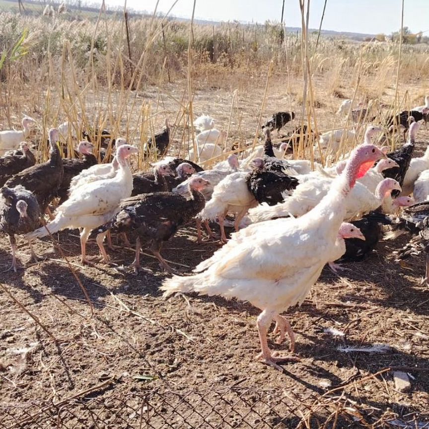 Индюки на мясо