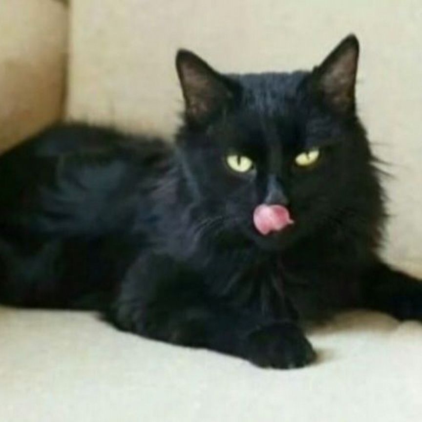 Отличная мышеловка Лизетт в поисках работы