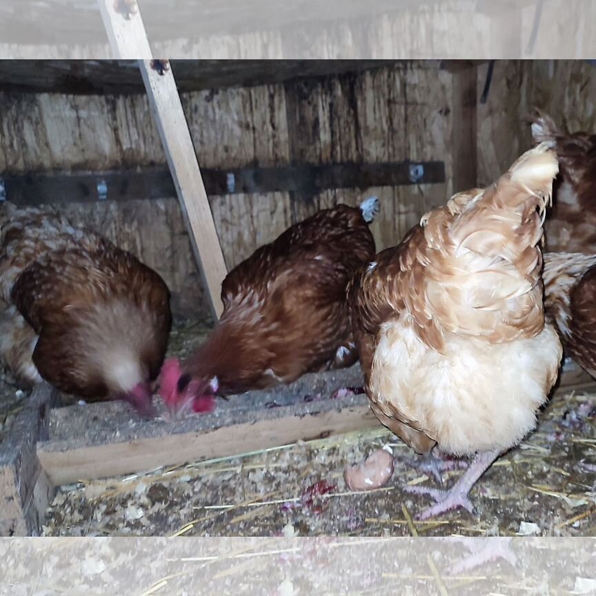 Курочки 6 штук