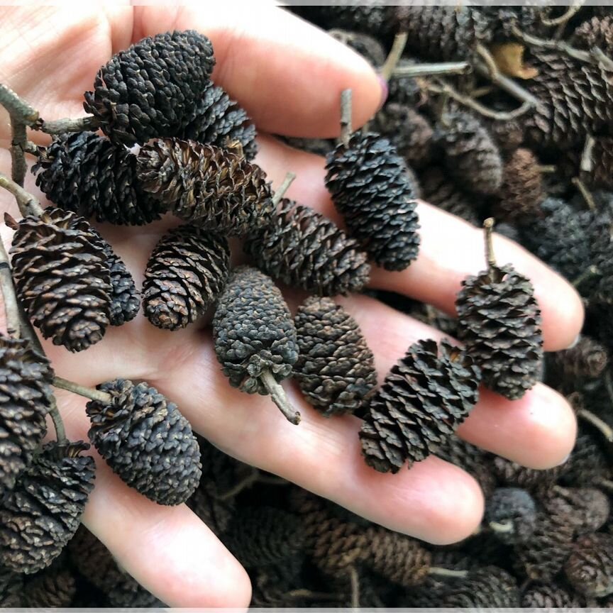 Для аквариума