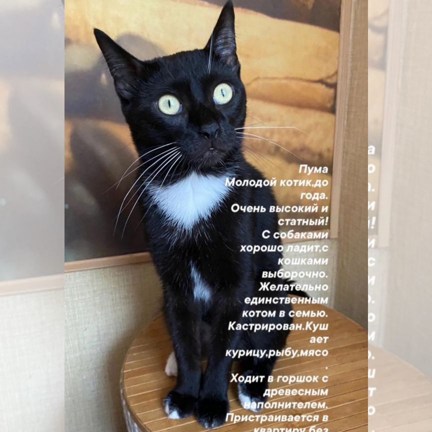 Кот смесь с Ориенталом
