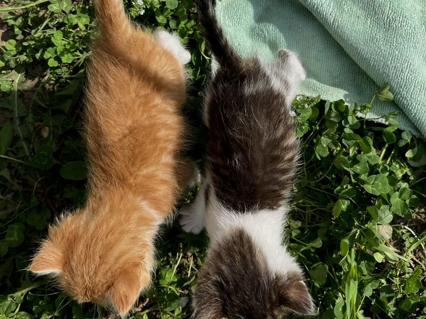 Котята в добрые руки бесплатно