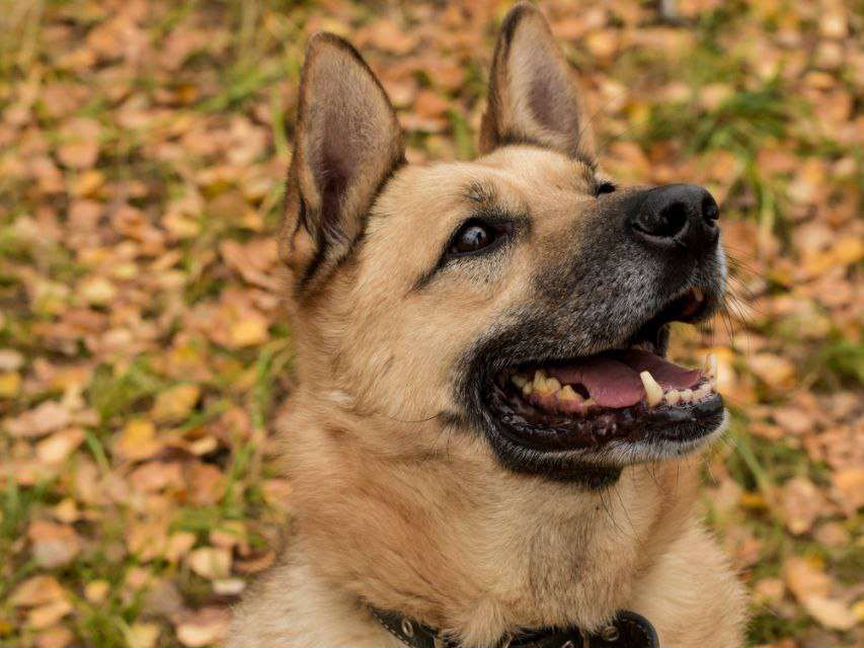 Шарик ищет дом (собака из приюта)