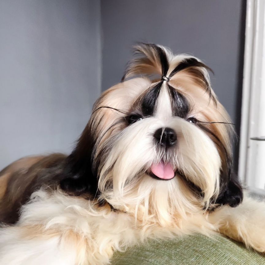 Ши тцу чудо мальчик