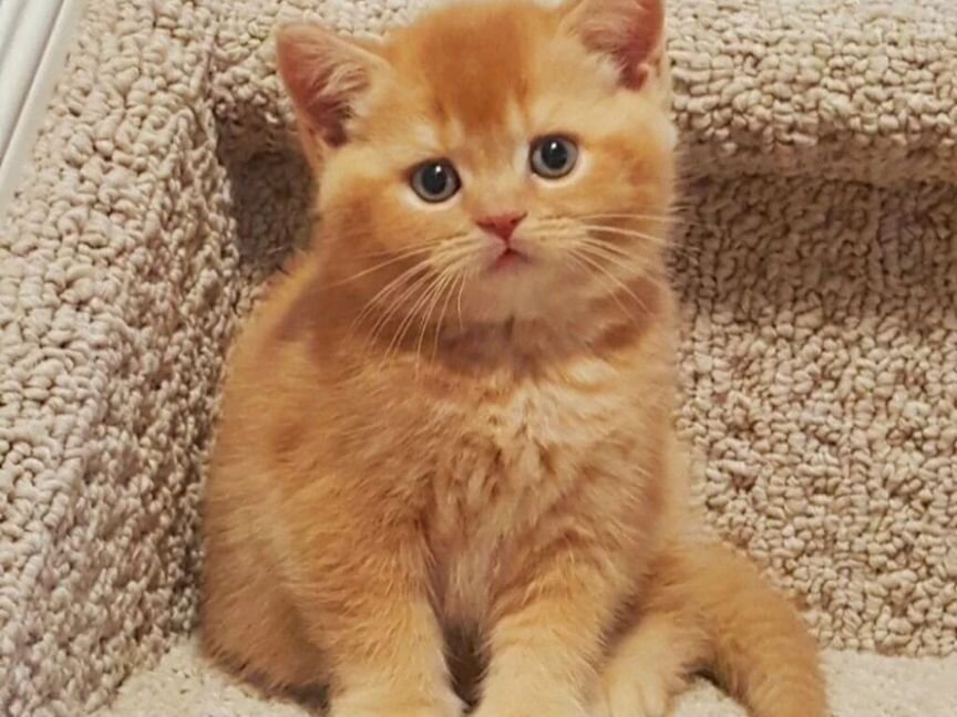 Британский котенок