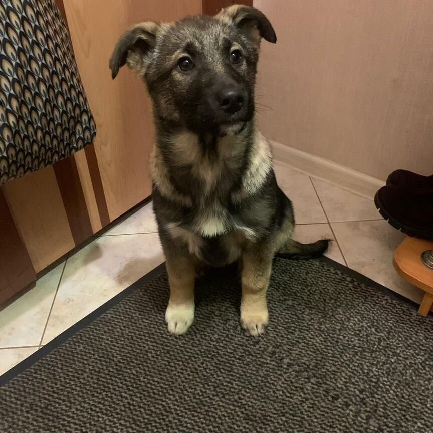 Щенок в добрые руки бесплатно