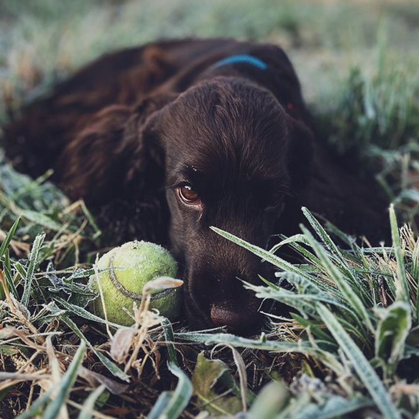 Английский кокер-спаниель, щенок