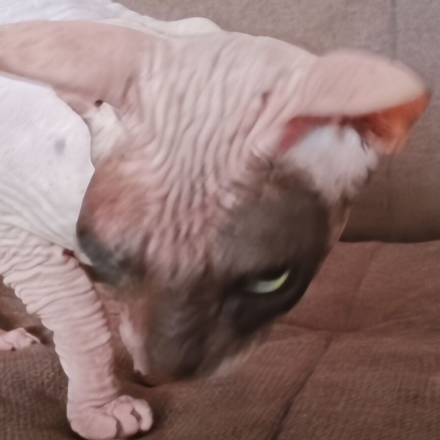 Канадский сфинкс, взрослая кошка