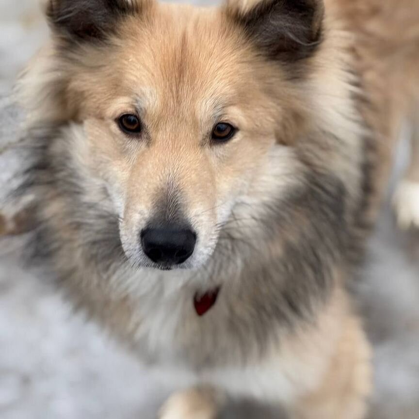 Пёс нуждается в хозяине