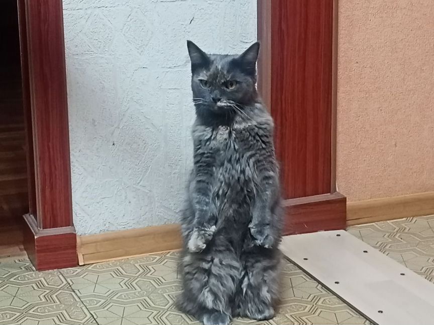 Найдена кошка 31 мая на Ленина, очень ласковая