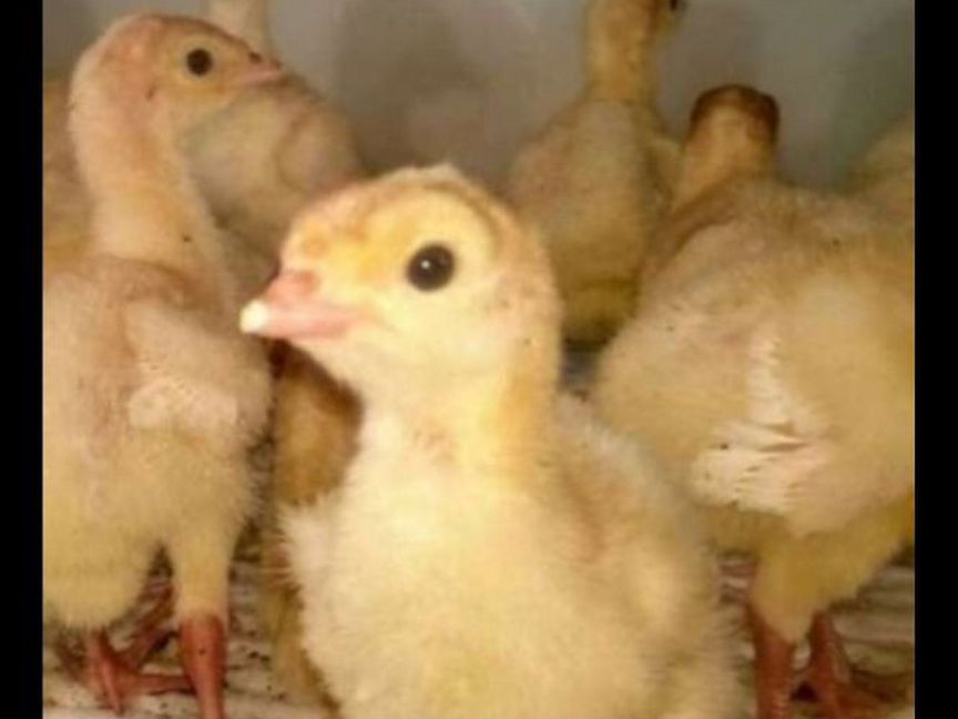 Выведу на заказ индюшат бшг