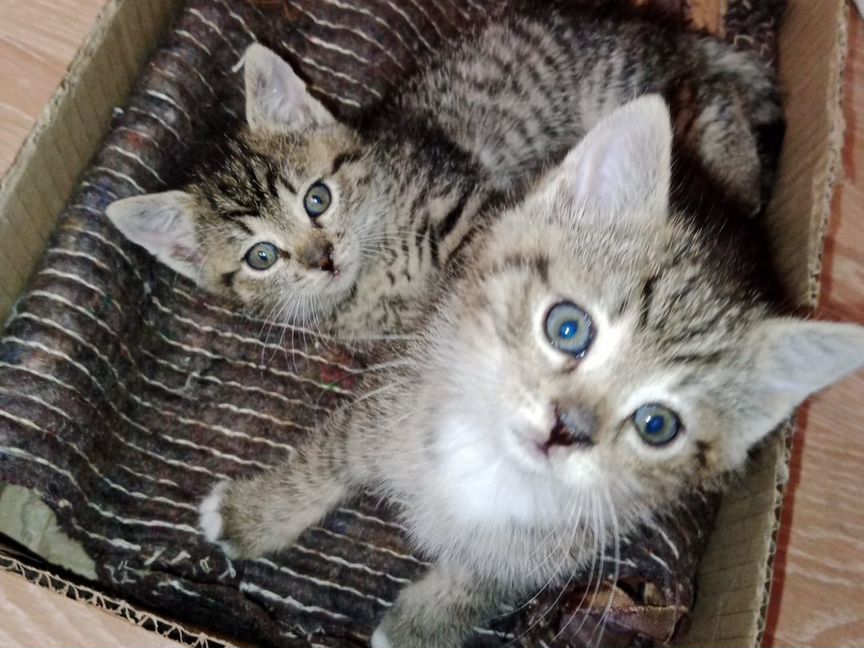 Котята в дорые руки