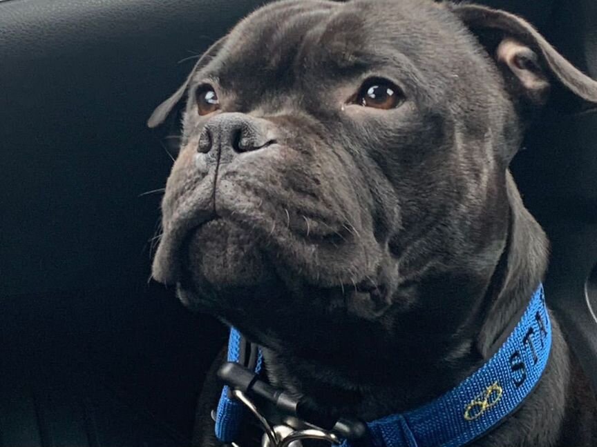 Стафбуль Вязка