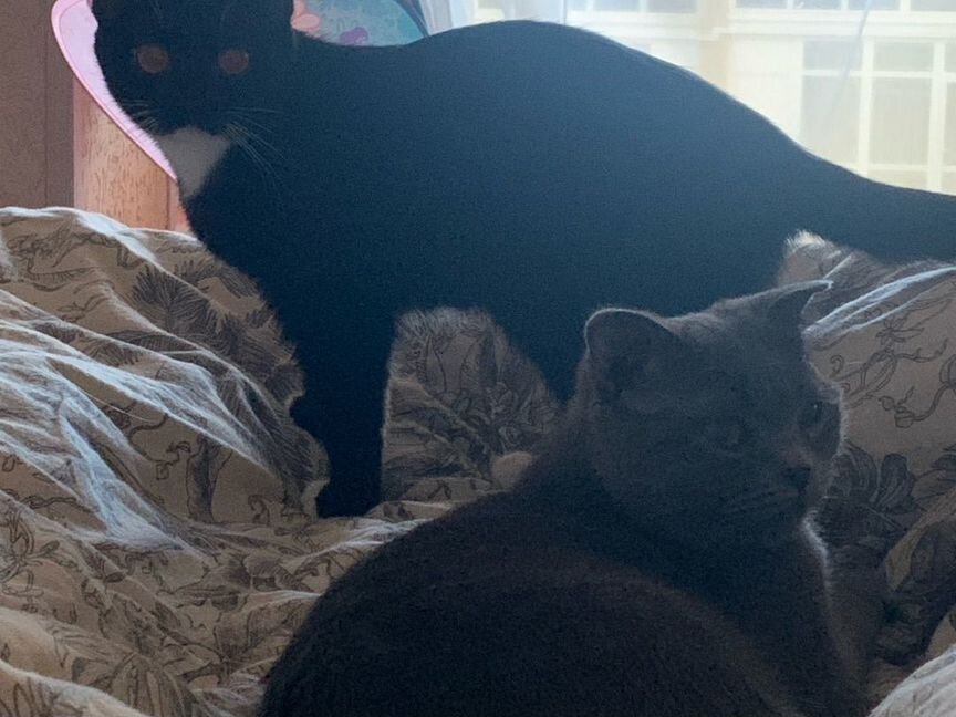 Кошечки