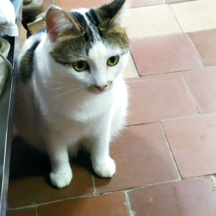 Кошки бесплатно