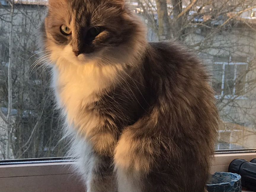 Отдам кошечку
