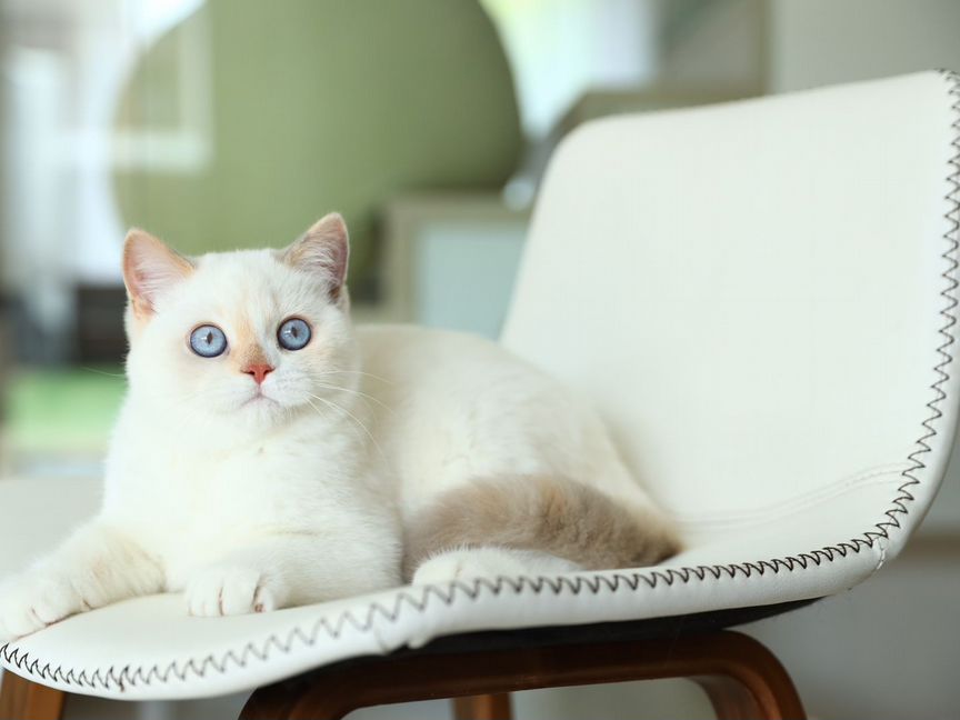 Котенок в снежном окрасе