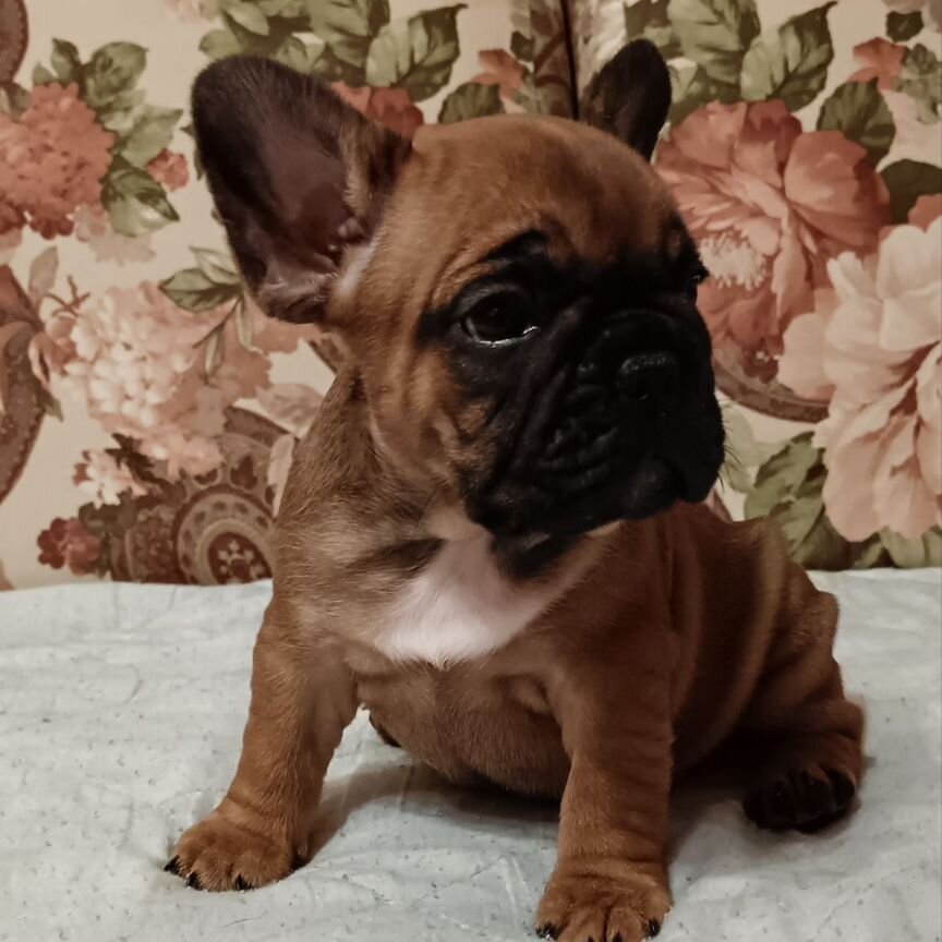 Французский бульдог, щенок