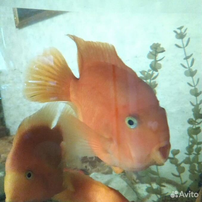 Рыба попугай пары