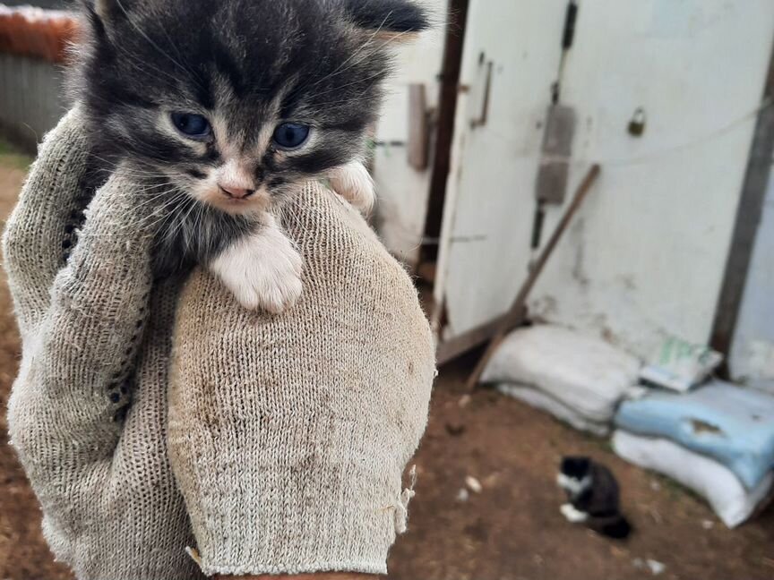 Котята в добрые руки бесплатно