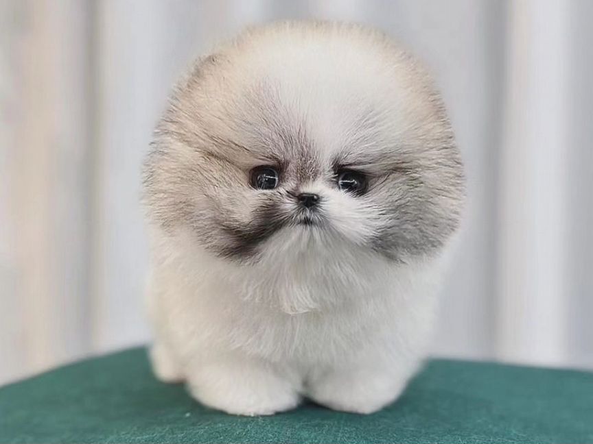 Шпиц Тикап из Кореи