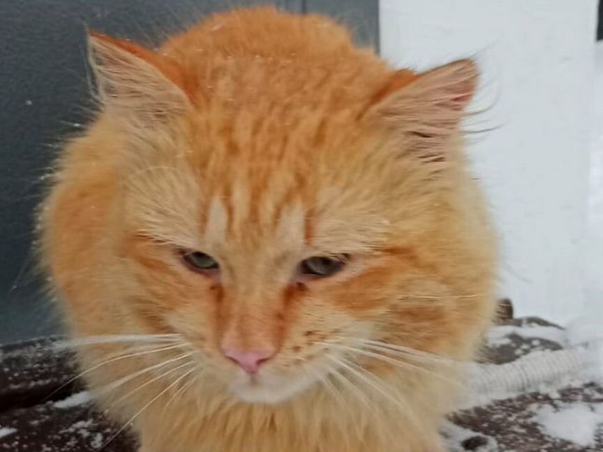 Котик домашний на улице ищет добрых людей