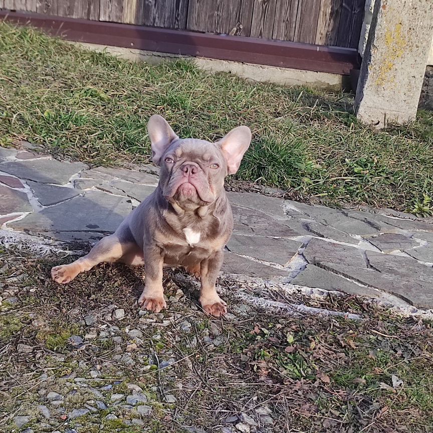 Девочка Нью Шейд мини 5 мес