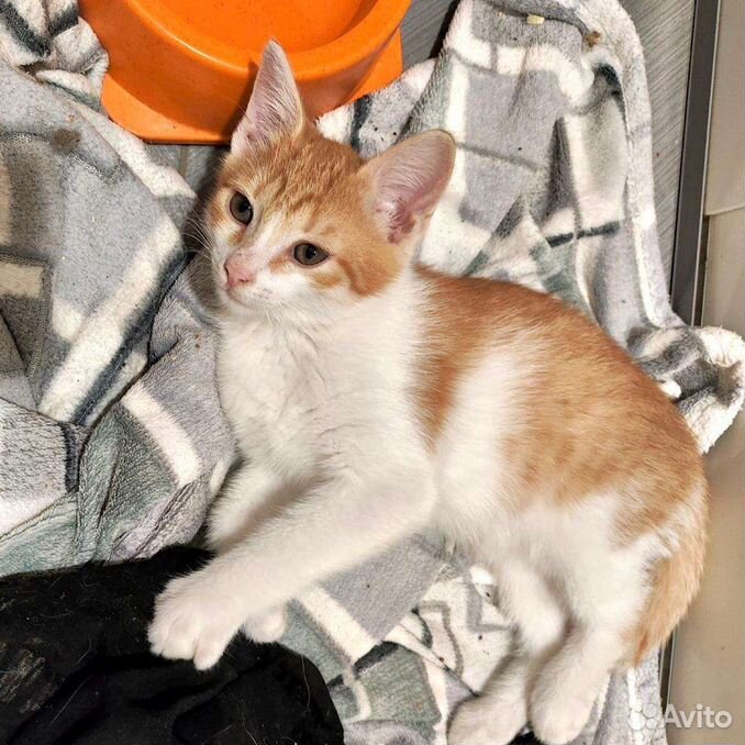 Котёнок Бублик