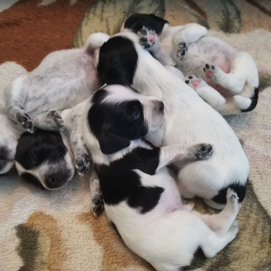 Русский охотничий спаниель, щенок