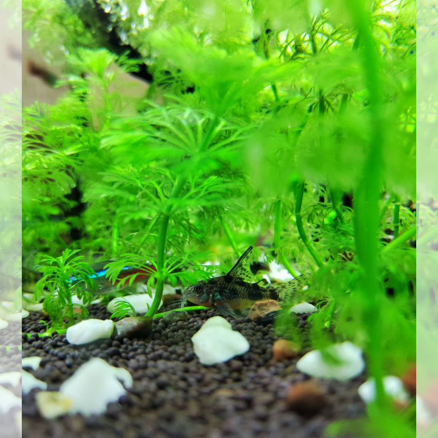 Сомики коридорасы