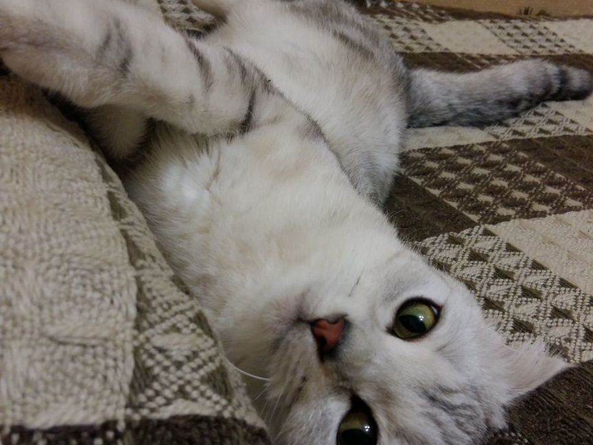 Кошечка в добрые руки