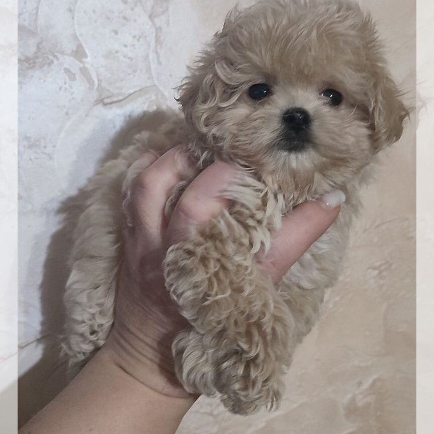 Мальтипу, щенок