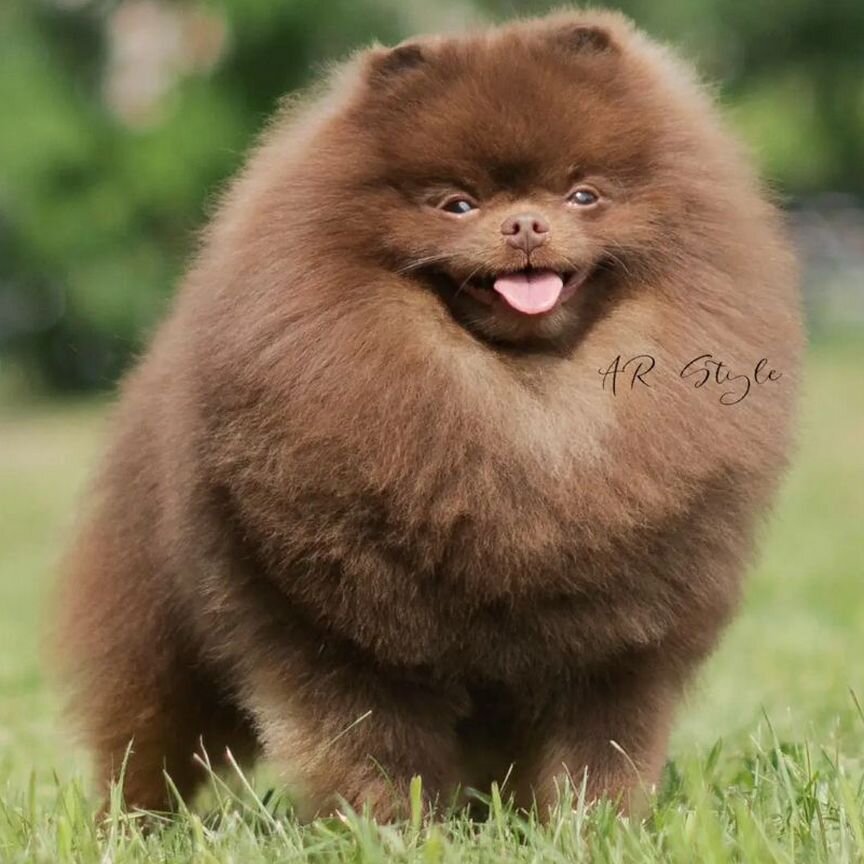 Померанский шпиц, вязка