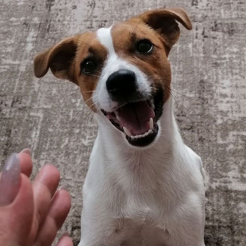 Джек-рассел-терьер, щенок